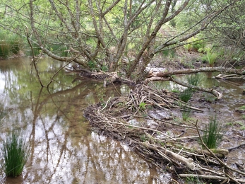 Introducing Beavers at Helman Tor | Cornwall Wildlife Trust
