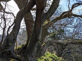 Temperate Rainforest Restoration Project | Cornwall Wildlife Trust