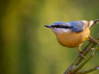 Five Acres | Cornwall Wildlife Trust