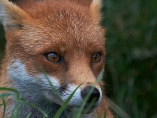 Submit a wildlife sighting | Cornwall Wildlife Trust