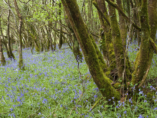 Cornwall Nature Reserves Fund | Cornwall Wildlife Trust