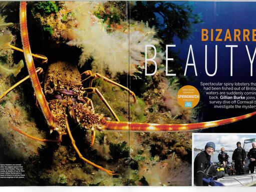 Hands Off Our Crawfish | Cornwall Wildlife Trust