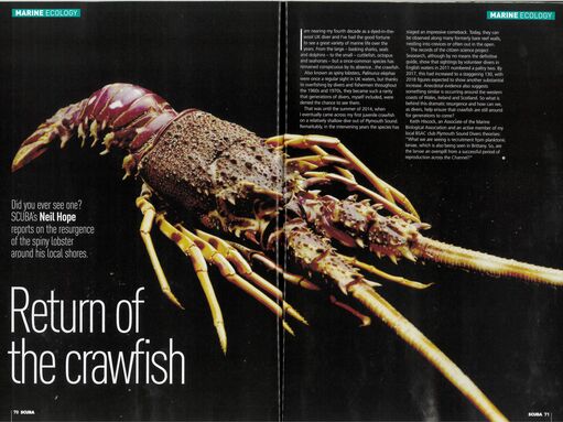 Hands Off Our Crawfish | Cornwall Wildlife Trust