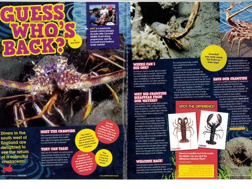 Hands Off Our Crawfish | Cornwall Wildlife Trust