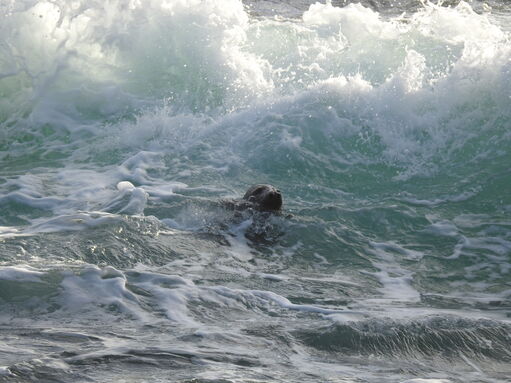 Looe Island Holidays | Cornwall Wildlife Trust