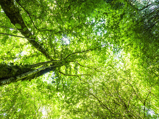 Cabilla & Redrice Woods | Cornwall Wildlife Trust