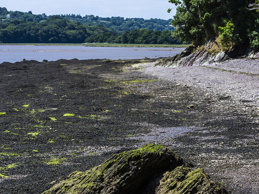 Tamar Estuary | Cornwall Wildlife Trust
