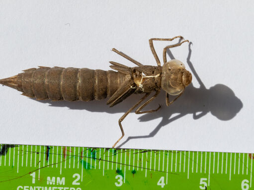 A first for the UK at Windmill Farm | Cornwall Wildlife Trust