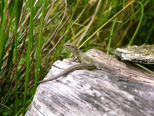 Helman Tor | Cornwall Wildlife Trust