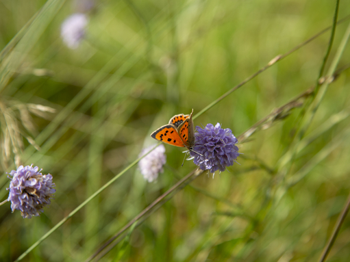 Helman Tor | Cornwall Wildlife Trust