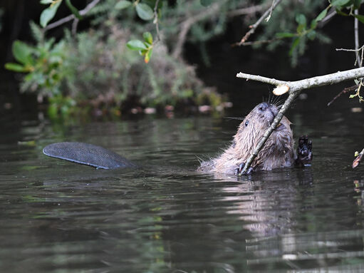 Beavers in the Wild | Cornwall Wildlife Trust