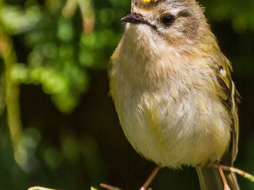 Five Acres | Cornwall Wildlife Trust