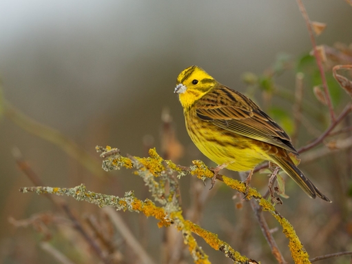 Helman Tor | Cornwall Wildlife Trust
