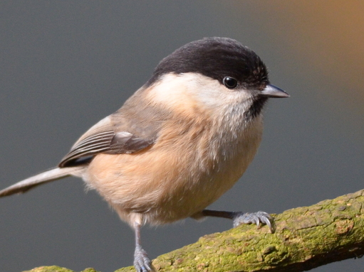 Helman Tor | Cornwall Wildlife Trust