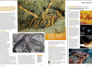 Hands Off Our Crawfish | Cornwall Wildlife Trust