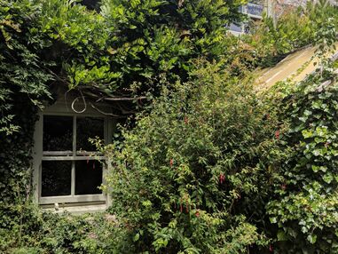 Online Open Garden Series - Trevoole | Cornwall Wildlife Trust