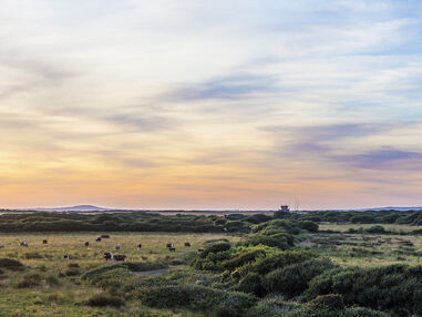 Windmill Farm | Cornwall Wildlife Trust