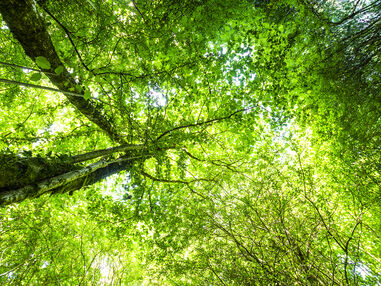 Cabilla & Redrice Woods | Cornwall Wildlife Trust