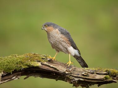 Five Acres | Cornwall Wildlife Trust