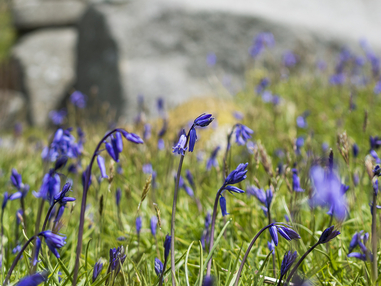 Helman Tor | Cornwall Wildlife Trust
