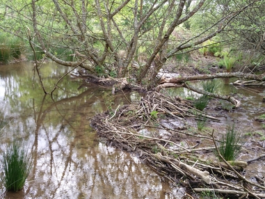 Introducing Beavers at Helman Tor | Cornwall Wildlife Trust