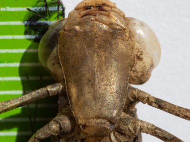 A first for the UK at Windmill Farm | Cornwall Wildlife Trust