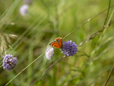 Helman Tor | Cornwall Wildlife Trust