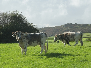Helman Tor | Cornwall Wildlife Trust