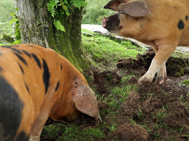 Rewilding Helman Tor Project | Cornwall Wildlife Trust