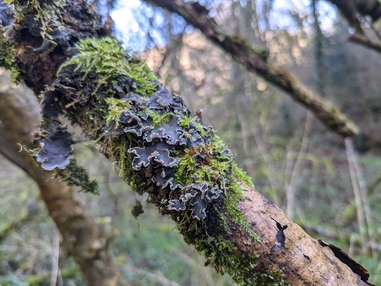 Temperate Rainforest Restoration Project | Cornwall Wildlife Trust