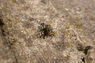 Spiders | Cornwall Wildlife Trust