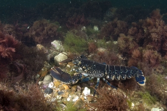 Crustaceans | Cornwall Wildlife Trust
