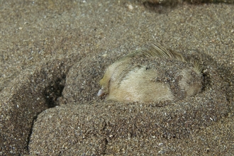 Starfish and sea urchins | Cornwall Wildlife Trust