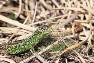 Reptiles | Cornwall Wildlife Trust