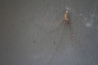 Spiders | Cornwall Wildlife Trust