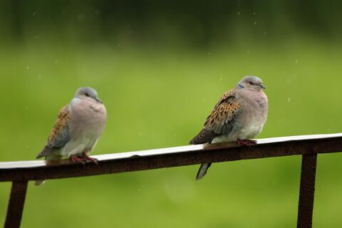 Turtle dove | Cornwall Wildlife Trust