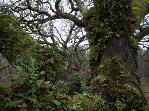 Atlantic oak wood | Cornwall Wildlife Trust