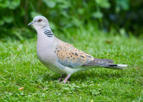 Turtle dove | Cornwall Wildlife Trust