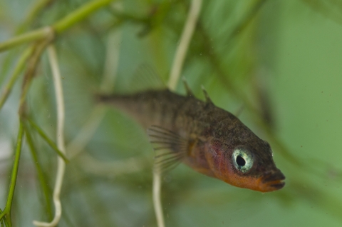 Freshwater fish | Cornwall Wildlife Trust