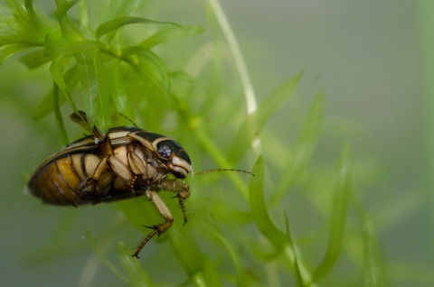 Great diving beetle | Cornwall Wildlife Trust