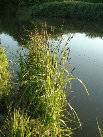 Greater pond sedge | Cornwall Wildlife Trust