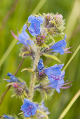Viper's-bugloss | Cornwall Wildlife Trust