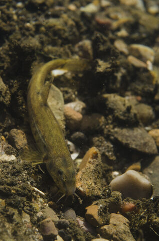 Stone loach | Cornwall Wildlife Trust