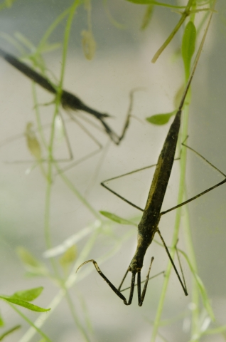 Water stick insect | Cornwall Wildlife Trust