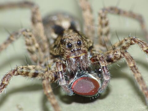 Spiders | Cornwall Wildlife Trust