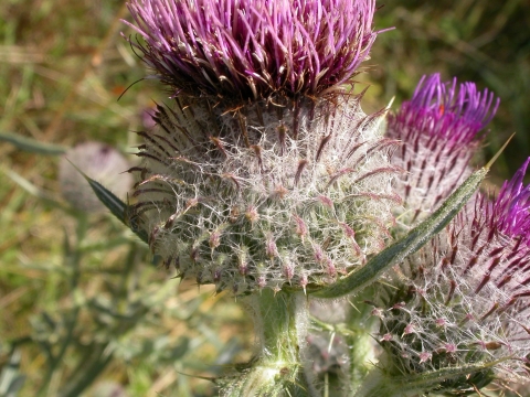 Woolly thistle | Cornwall Wildlife Trust