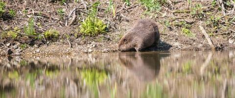 Visit Cornwall’s Busy Beavers! | Cornwall Wildlife Trust