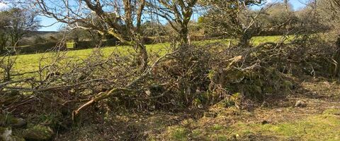 Volunteers lay hedges for Cornish wildlife | Cornwall Wildlife Trust