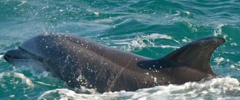 Introducing Cornwall’s resident Bottlenose Dolphin Community | Cornwall ...