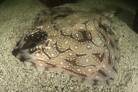 Undulate ray | Cornwall Wildlife Trust